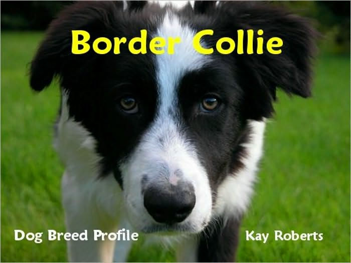 Border Collie Dog Breed Profile by Kay Roberts | eBook | Barnes & Noble®