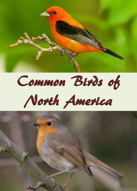 Common Birds of North America: An Illustrated Guide to 50 of the Most ...