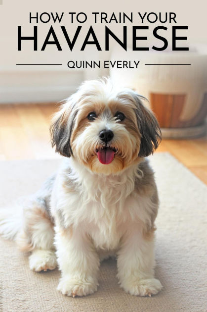 How to Train Your Havanese by Quinn Everly | eBook | Barnes & Noble®