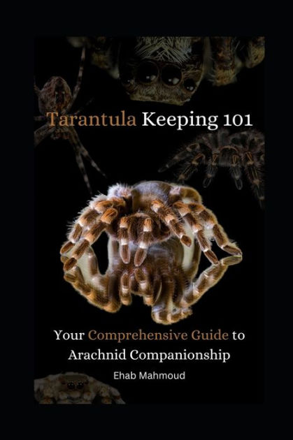 Tarantula Keeping 101: Your Comprehensive Guide to Arachnid ...
