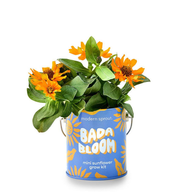Bada Bloom Dwarf Sunflower Grow Kit by Modern Sprout | Barnes & Noble®