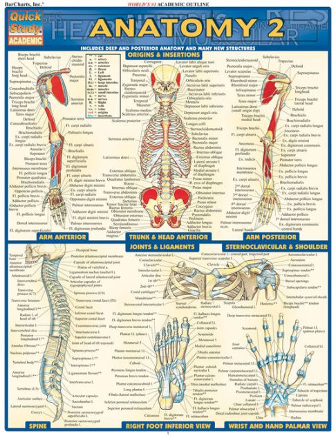Anatomy 2 by BarCharts | eBook | Barnes & Noble®