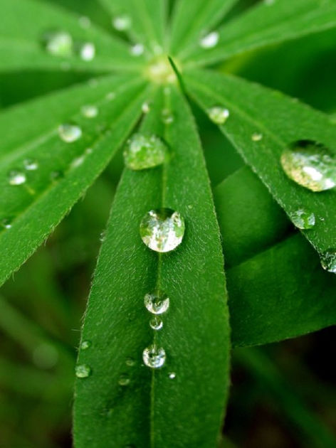 Ayurvedic Medicine ~ A 5000 year old Medical Secret Revealed by Rani ...