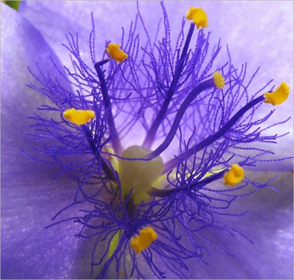 Wildflowers of the Farm [Illustrated] by Arthur Cooke | eBook | Barnes ...