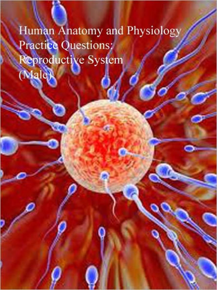 Human Anatomy and Physiology Practice Questions: Reproductive System ...