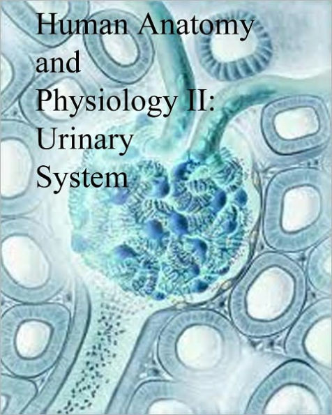 Human Anatomy and Physiology II: Urinary System by Dr. Evelyn J. Biluk ...