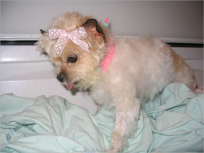 Betty Boop: A Canine Miracle (short story) by Kelly Preston | eBook ...