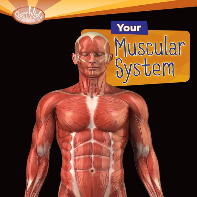 Your Muscular System by Rebecca L. Johnson, Intuitive | 2940171855130 ...