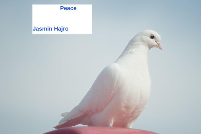 Peace (Phoenix Rising 1000, #34) by Jasmin Hajro | eBook | Barnes & Noble®