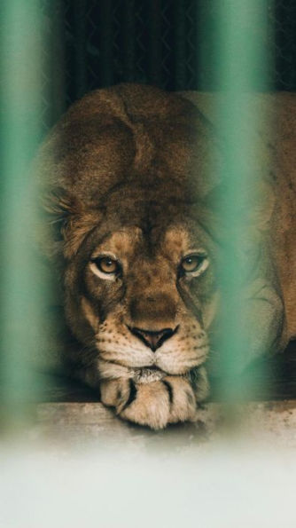 Caged Lions: Breaking the Cycle of Crime and Redemption by Billie Gomez ...