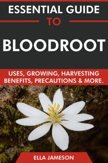 Essential Guide to Bloodroot: Uses, Growing, Harvesting, Benefits ...