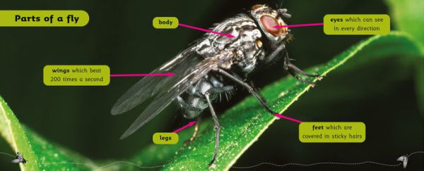 Fly Facts: Band 07/Turquoise by Janice Marriott, Andy Keylock ...