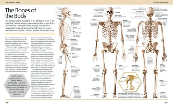 Illustrated Human Anatomy: The Authoritative Visual Guide to the Human ...