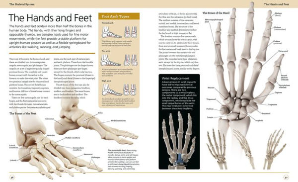 Illustrated Human Anatomy: The Authoritative Visual Guide to the Human ...