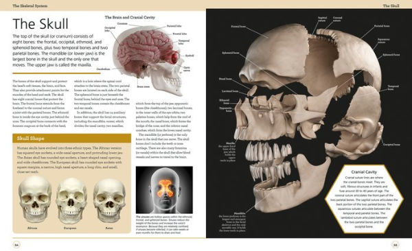 Illustrated Human Anatomy: The Authoritative Visual Guide to the Human ...