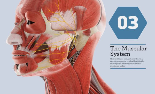 Illustrated Human Anatomy: The Authoritative Visual Guide to the Human ...