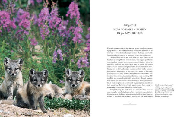 Arctic Fox: Life at the Top of the World by Garry Hamilton, Paperback ...