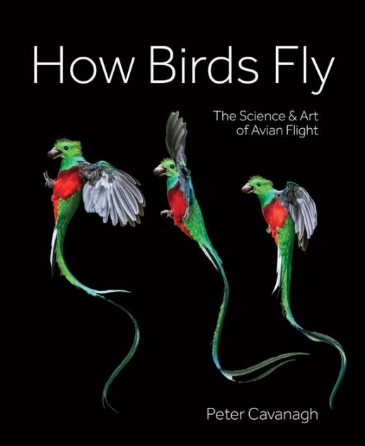How Birds Fly: The Science and Art of Avian Flight by Peter Cavanagh ...
