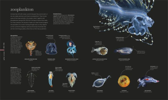 Oceanology: The Secrets of the Sea Revealed by DK, Hardcover | Barnes ...