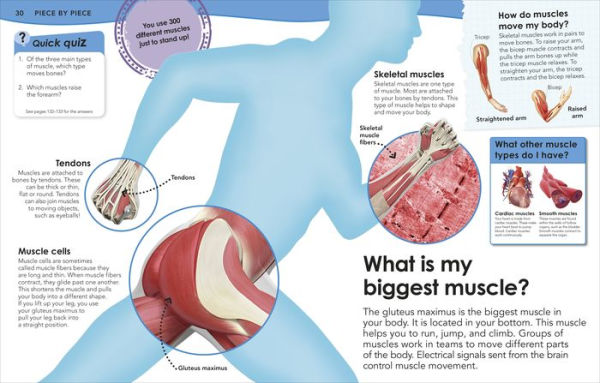 Did You Know? Human Body by DK, Paperback | Barnes & Noble®