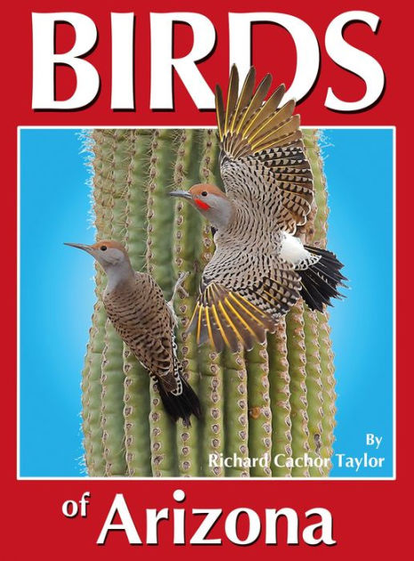 Birds of Arizona by Richard Cachor Taylor, Paperback | Barnes & Noble®