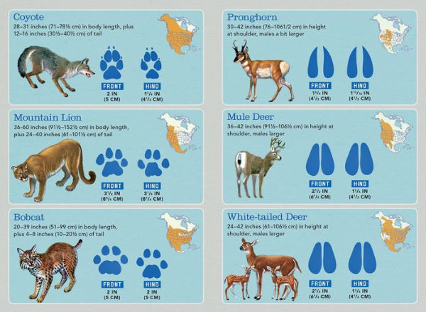 Outdoor School Essentials: Animal Tracks by Odd Dot, Paperback | Barnes ...