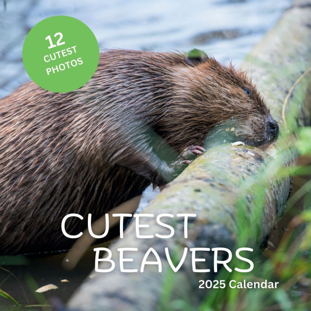 2025 Cutest Beavers Wall Calendar: 12 Cutest Beaver Photos by Sticky ...