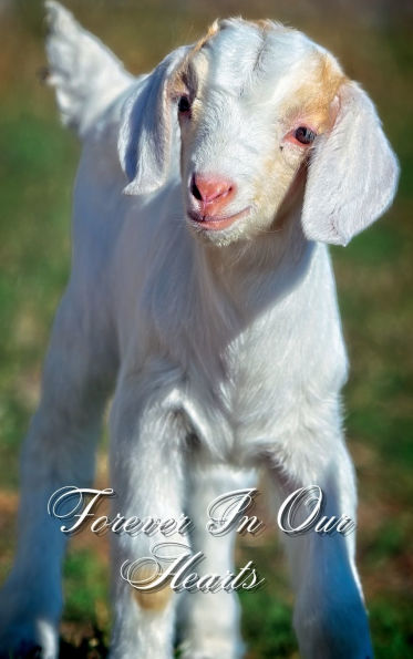 Forever In Our Hearts Little Kid Goat: Memorial Funeral Book of ...