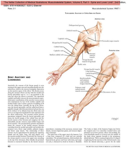 The Netter Collection of Medical Illustrations: Musculoskeletal System ...