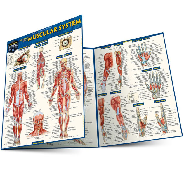 Anatomy of the Muscular System: a QuickStudy Laminated Reference Guide ...
