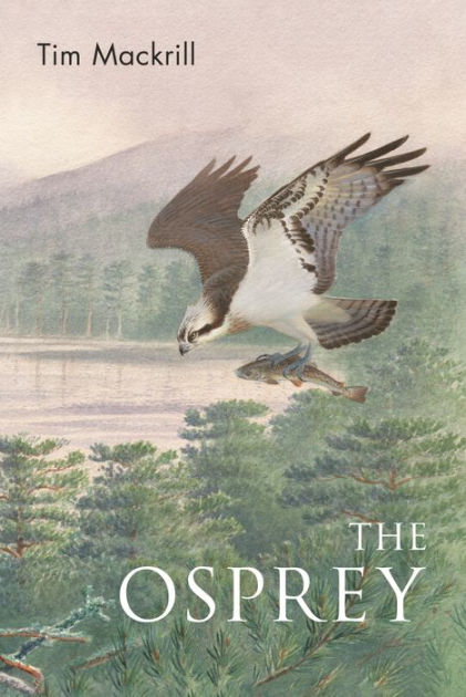 The Osprey by Tim Mackrill, Paperback | Barnes & Noble®