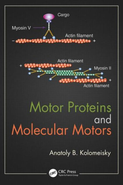 Motor Proteins and Molecular Motors by Anatoly B. Kolomeisky, Hardcover ...