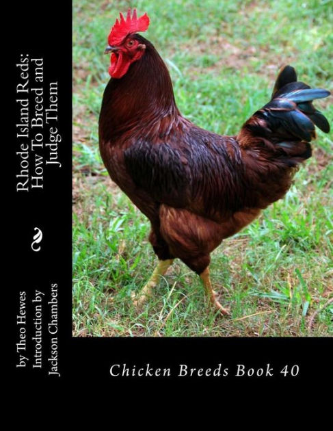 Rhode Island Reds: How To Breed and Judge Them: Chicken Breeds Book 40 ...