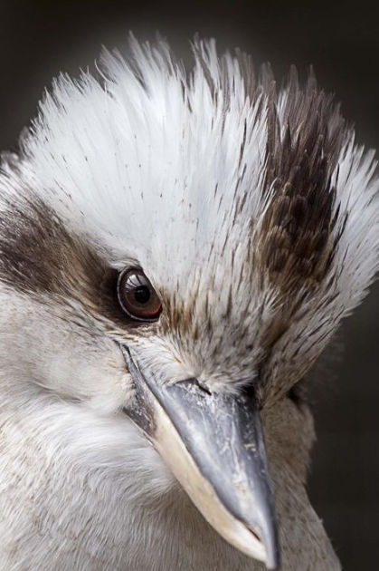 Extreme Close-Up of a Kookaburra Australia Bird Journal: 150 Page Lined ...