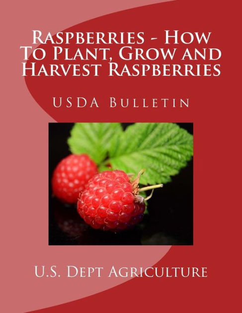Raspberries - How To Plant, Grow and Harvest Raspberries: USDA Bulletin ...