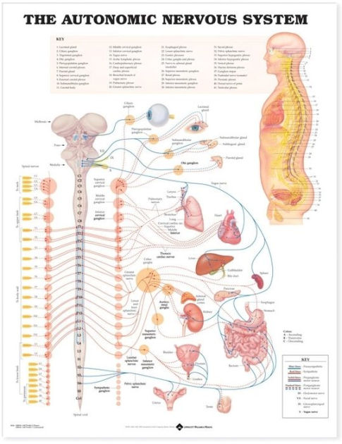 The Autonomic Nervous System Anatomical Chart / Edition 3 by Anatomical ...