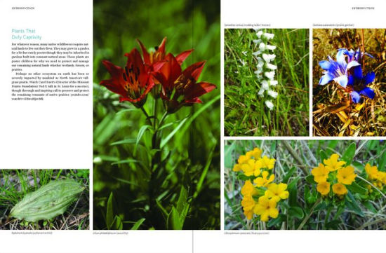 Native Plants of the Midwest: A Comprehensive Guide to the Best 500 ...