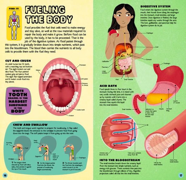 Build the Human Body by Richard Walker, Mark Ruffle, Galia Bernstein ...