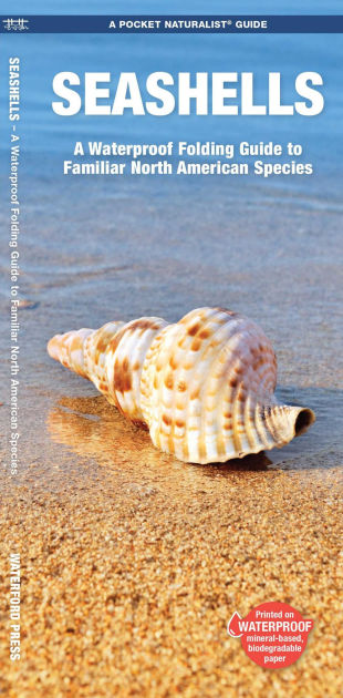 Seashells: A Folding Guide to Familiar North American Species by ...