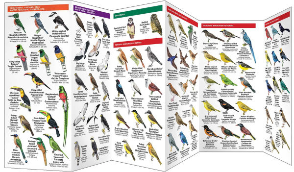 Costa Rica Birds/Aves de Costa Rica, 2nd Ed by J.M. Kavanagh, Raymond ...