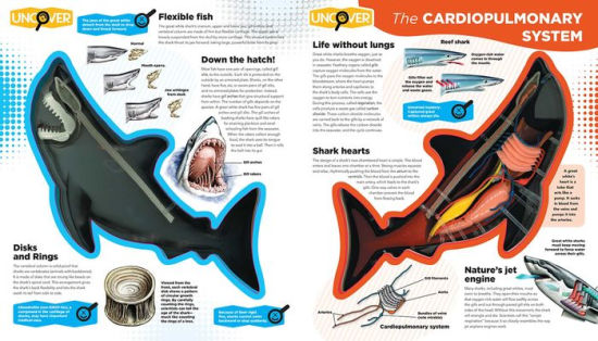 Uncover a Shark by David George Gordon, Davide Bonadonna, Christian ...