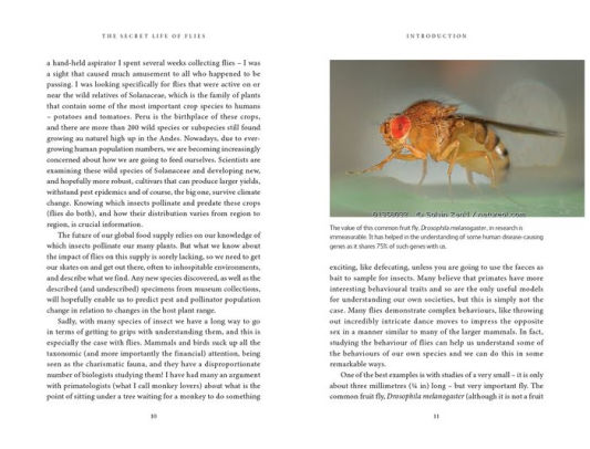 The Secret Life of Flies by Erica McAlister, Hardcover | Barnes & Noble®