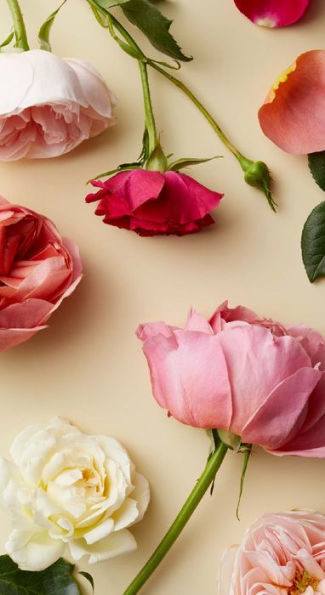 The Botanicals Deck: 70 Plants and Flowers to Enhance Your Life-Plus ...