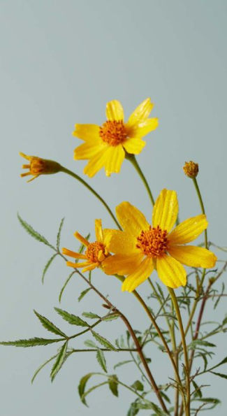 The Botanicals Deck: 70 Plants and Flowers to Enhance Your Life-Plus ...