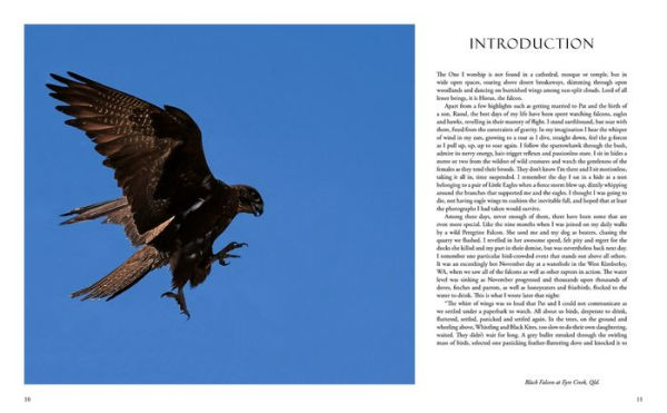 Australian Falcons by Peter Slater, Sally Elmer, Hardcover | Barnes ...