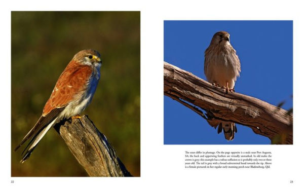 Australian Falcons by Peter Slater, Sally Elmer, Hardcover | Barnes ...