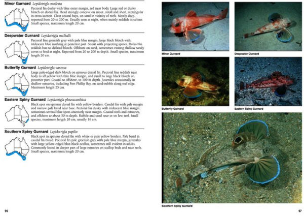 Guide to Sea Fishes of Australia by Rudie H Kuiter, Paperback | Barnes ...