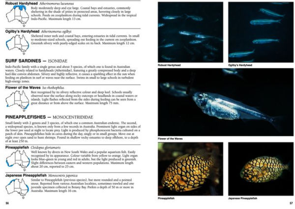 Guide to Sea Fishes of Australia by Rudie H Kuiter, Paperback | Barnes ...