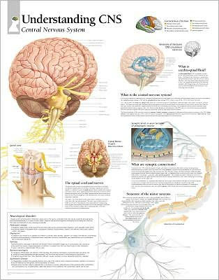 Understanding CNS chart: Wall Chart by Continental Sales, Inc., Other ...