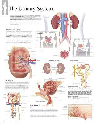 The Urinary System Chart: Wall Chart by Continental Sales, Inc., Other ...